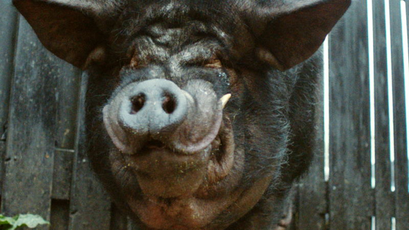 DOCUSPACE — Nelson the Piglet